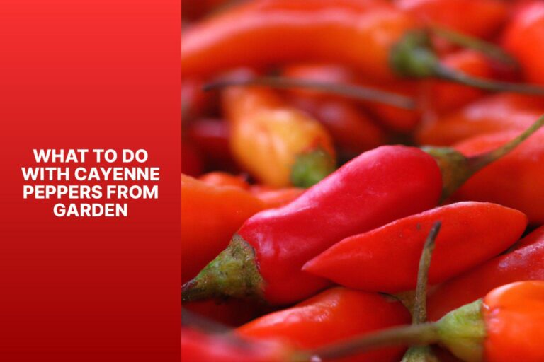 What To Do With Cayenne Peppers From Garden - Gardening Gains